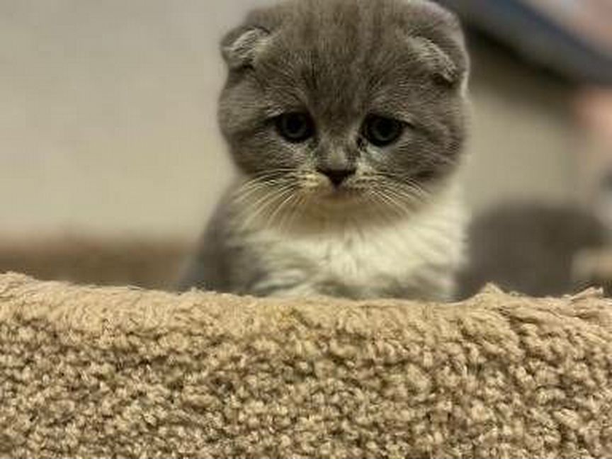 Вислоухие котята
