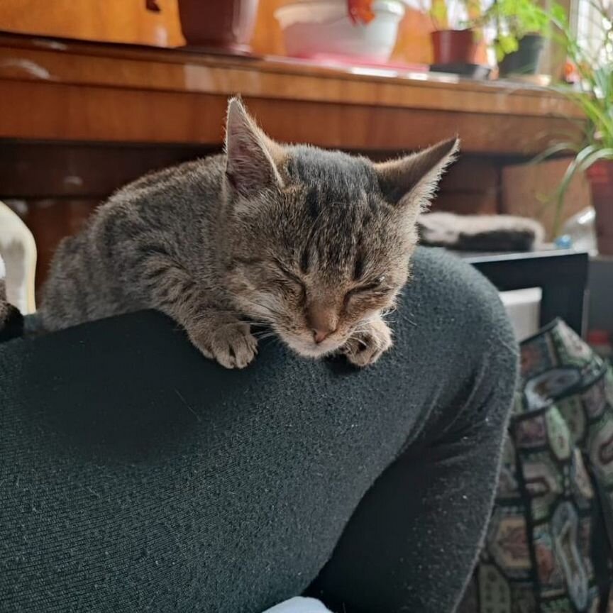Котенок девочка