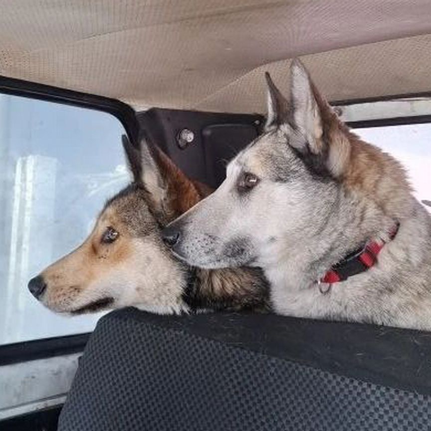 Лайка, щенок