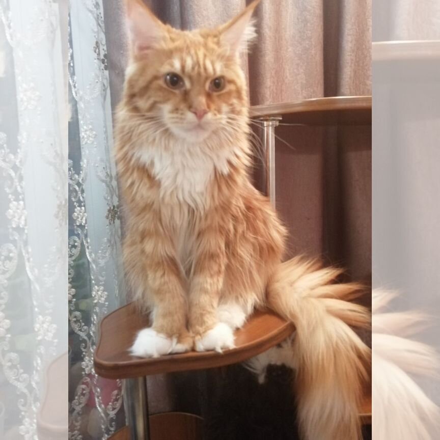 Мейн-кун, взрослая кошка