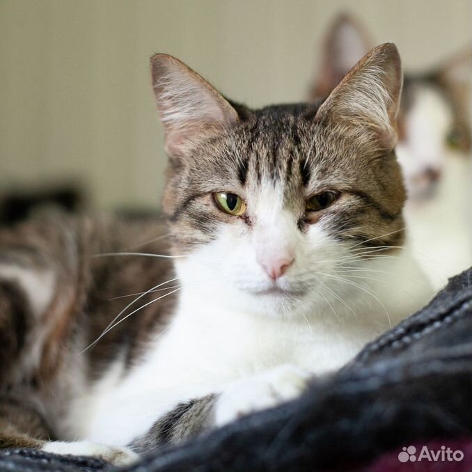 Кошка Китти ищет дом