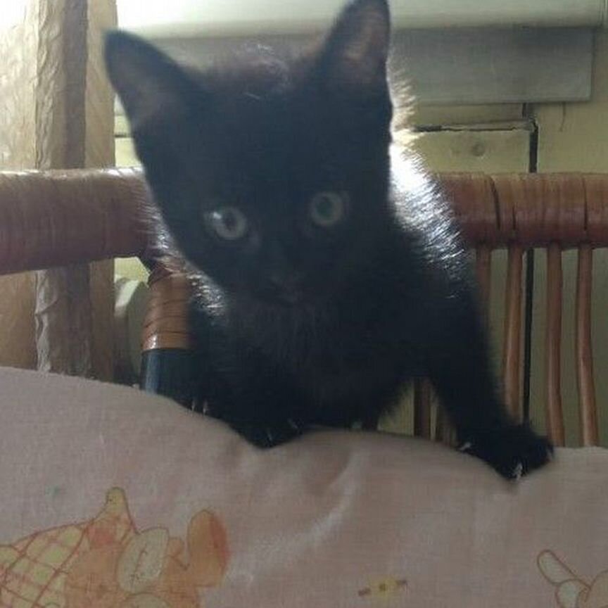 Котенок девочка в добрые руки 7 недель