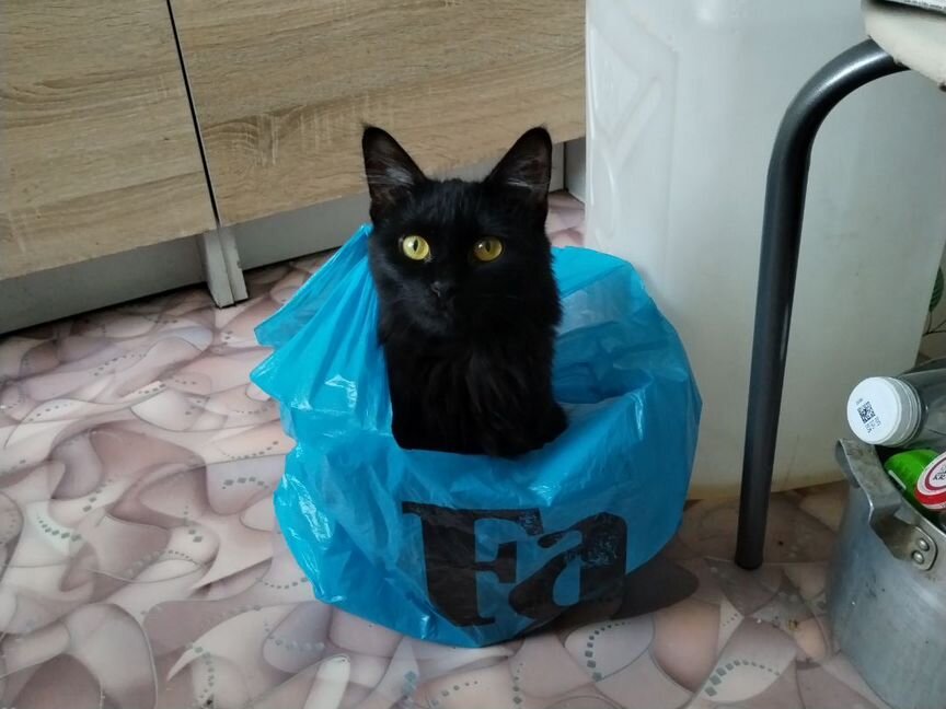 Кошка в дом, стерилиз., 14 мес