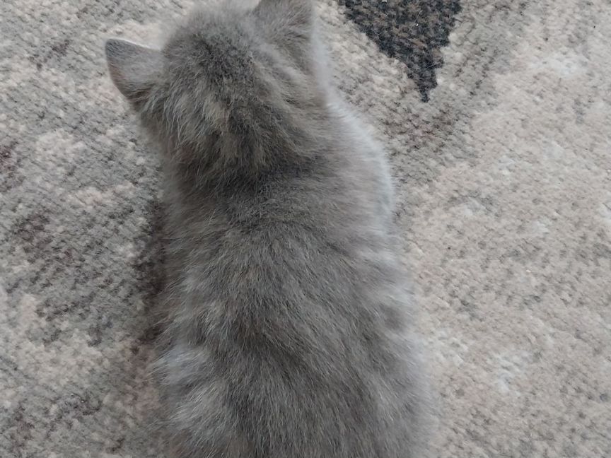 Кошка
