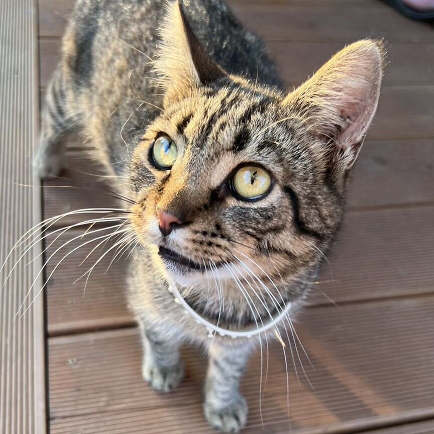 Котик бесплатно