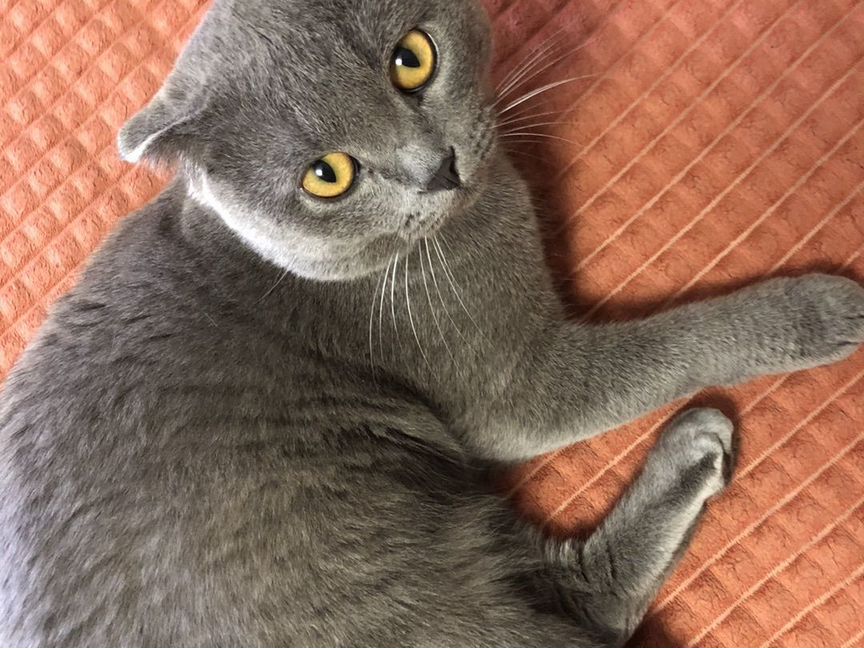 Британский кот
