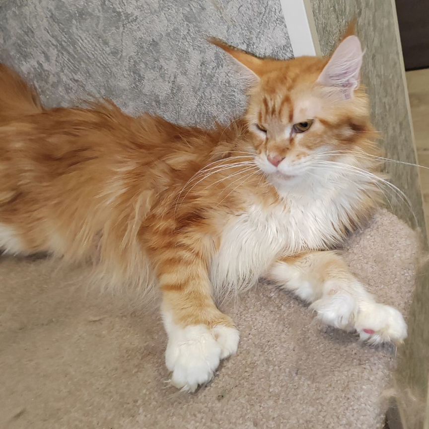 Котята мейн-кун и полидакт