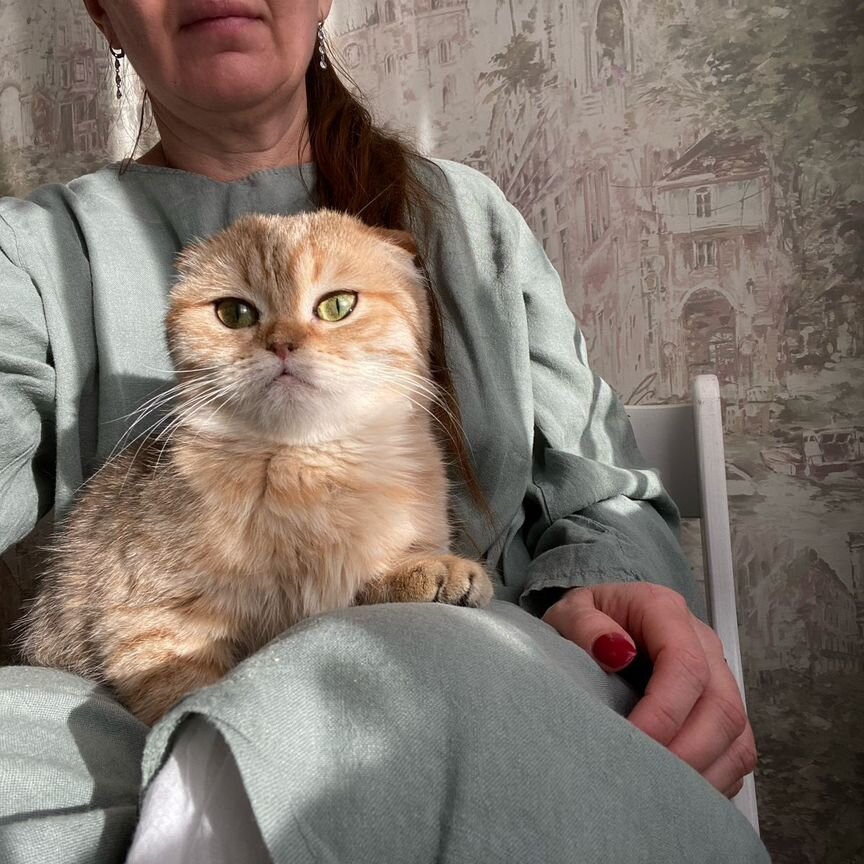 Шотландский парнишка