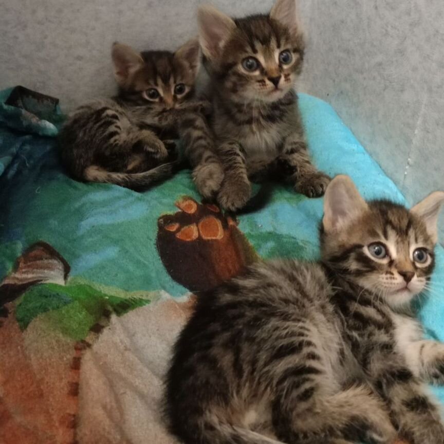 Котята в добрые руки