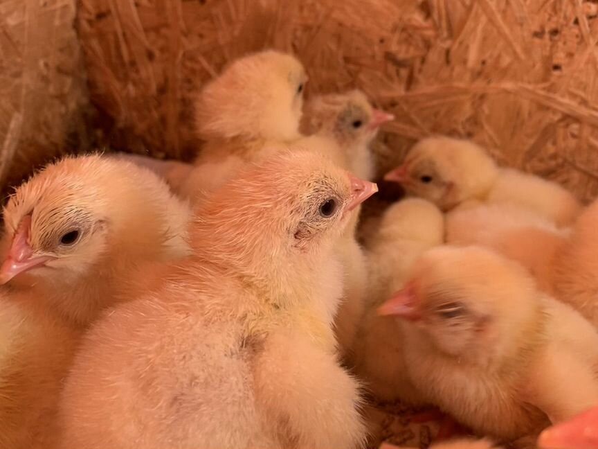 Цыплята бройлеры кобб 500