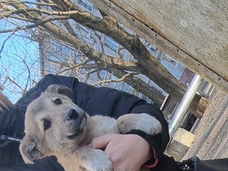 Карапузы ищут дом