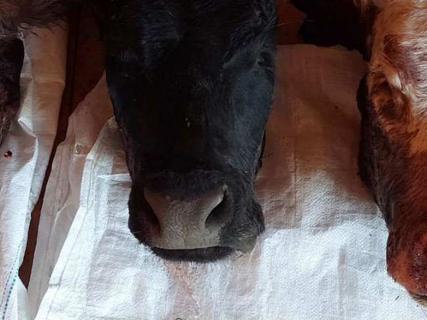 Говяжьи головы, субпродукты