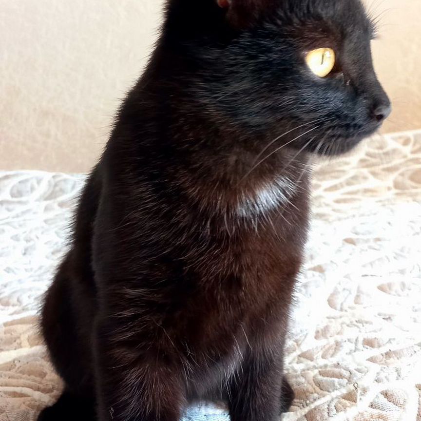 Черный котенок, девочка,8 мес, стерилизована