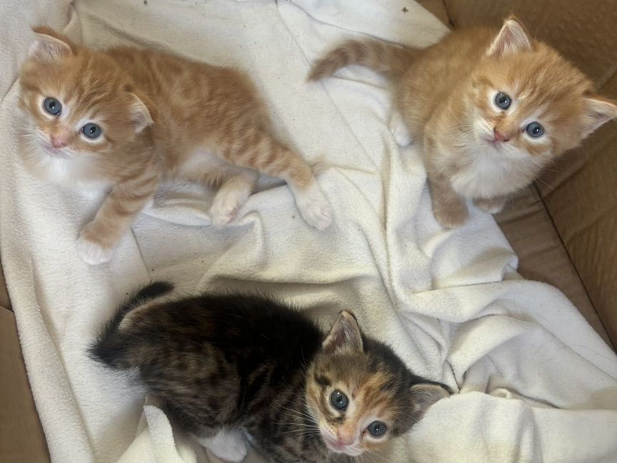 Котята в добрые руки бесплатно