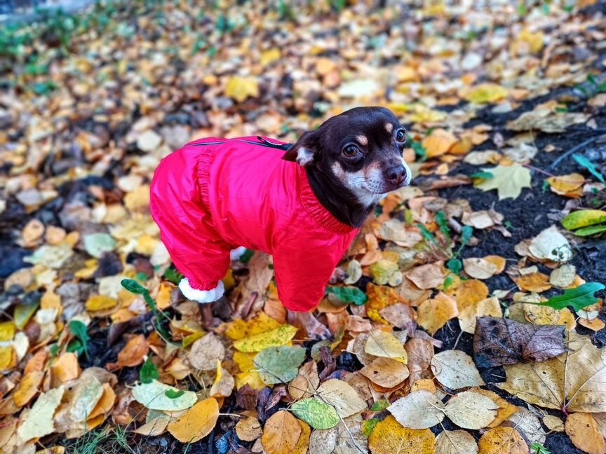 Той-терьер в добрые руки