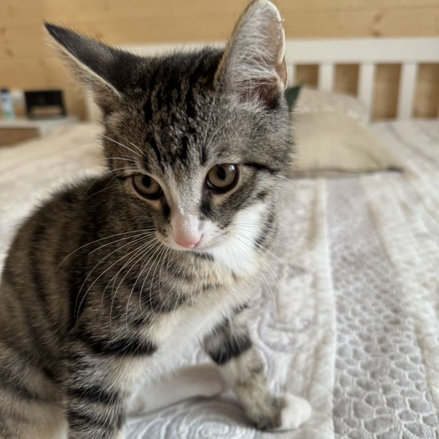 Котенок бенгал бесплатно