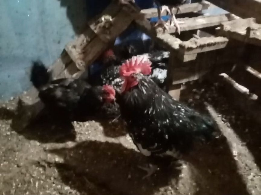 Яйцо инкубационное порода Австралорп цыплята