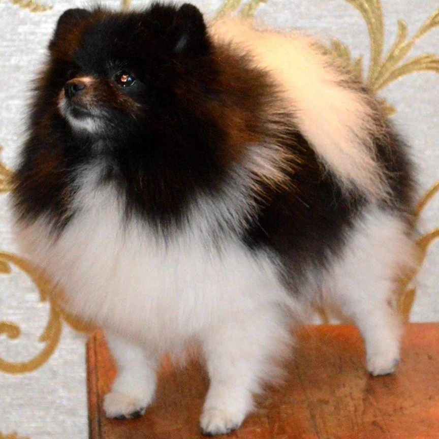 Немецкий шпиц