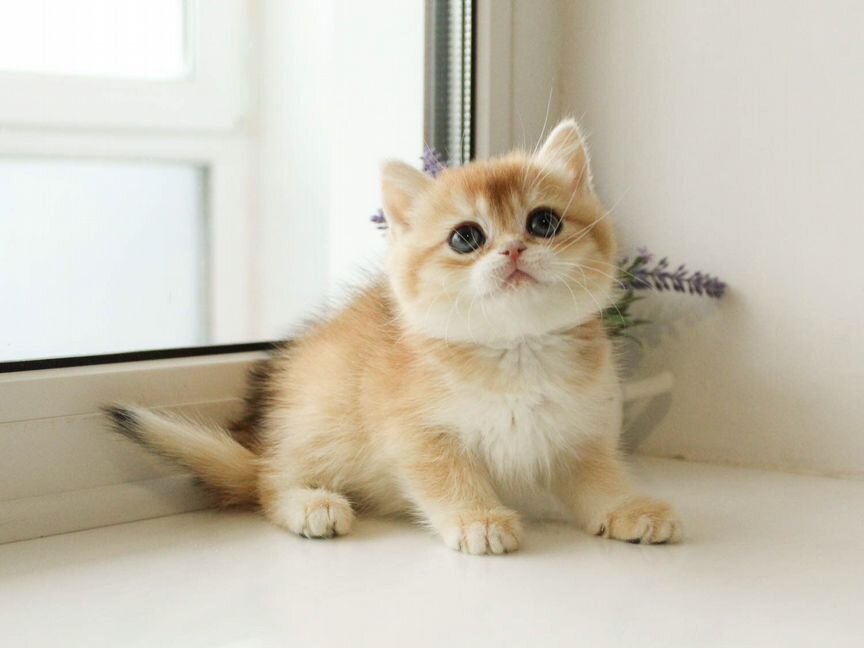 Котята золотая шиншилла