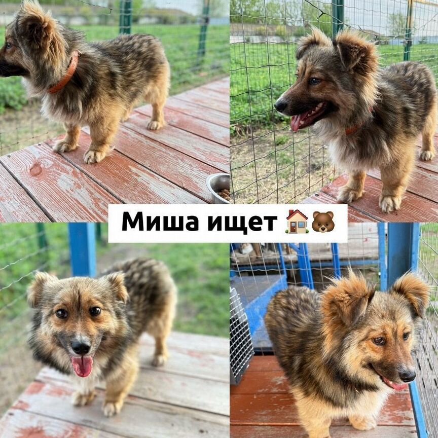 Взрослый пёс в добрые руки