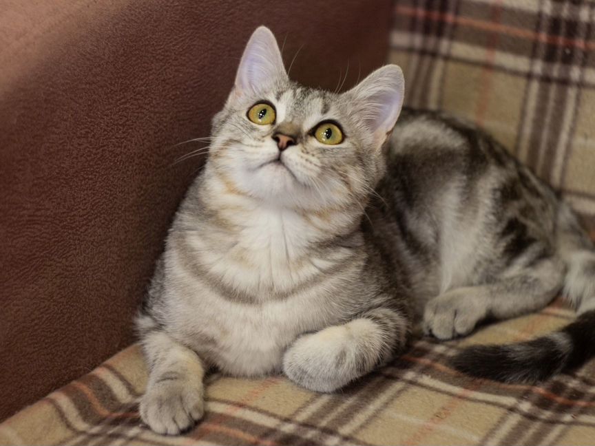 Кошка Офелия ищет дом