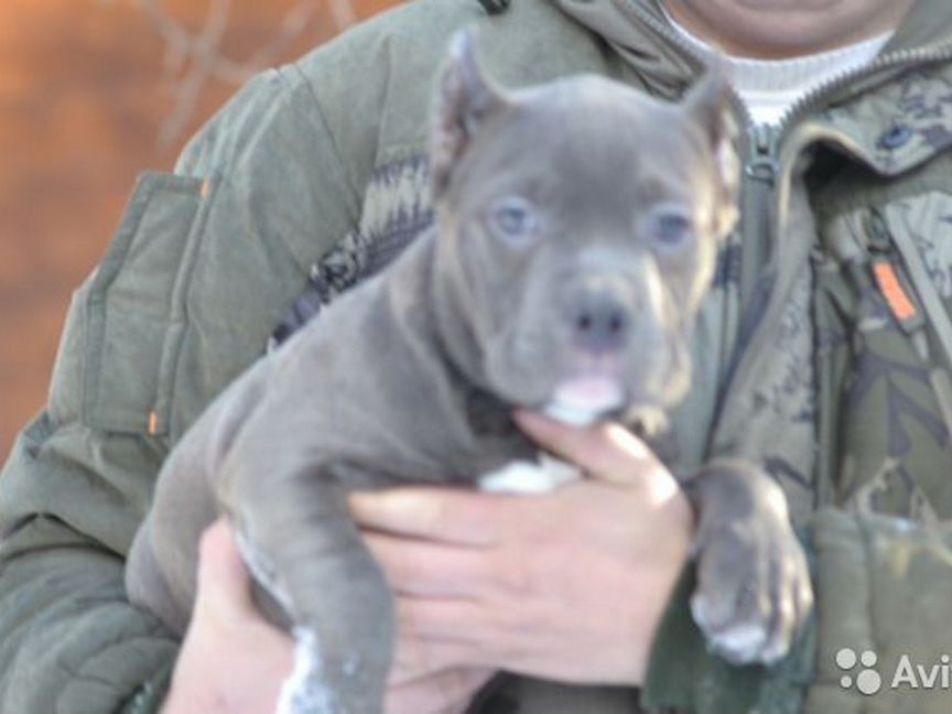 Американский булли авкс