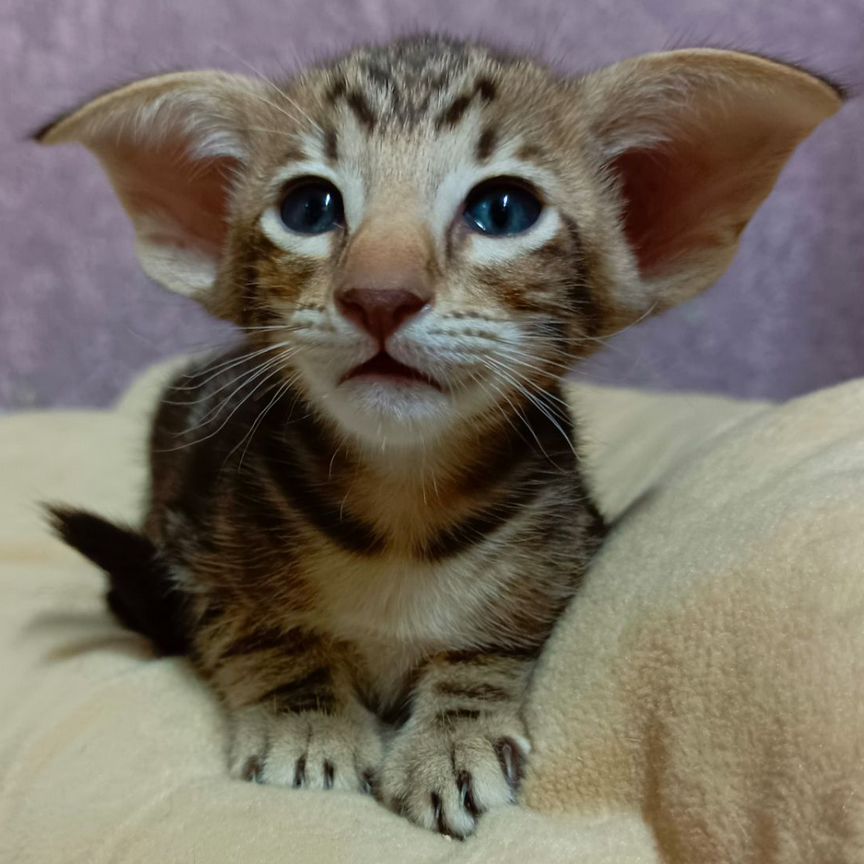 Ориентальный котёнок
