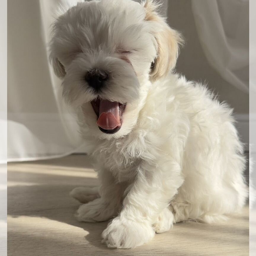 Мальтипу, щенок