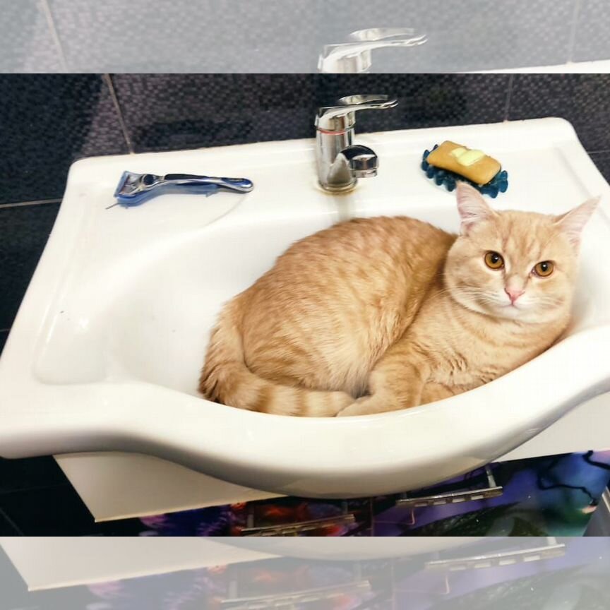 Одам бесплатно кота