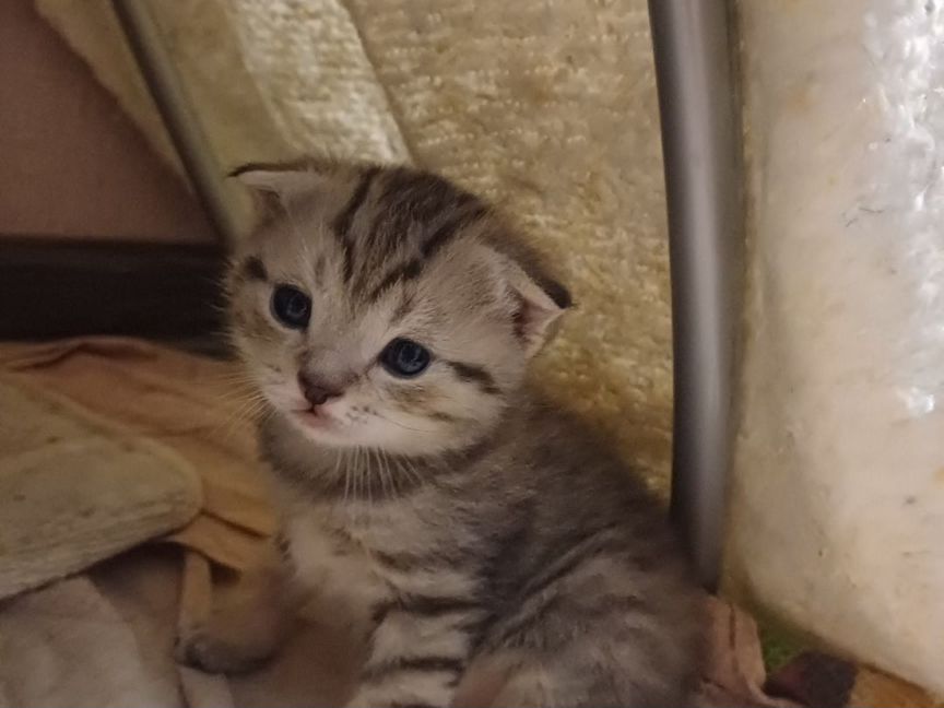 Шотландская вислоухая