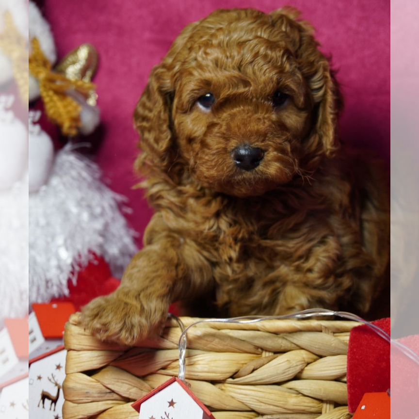 Мальтипу, щенок