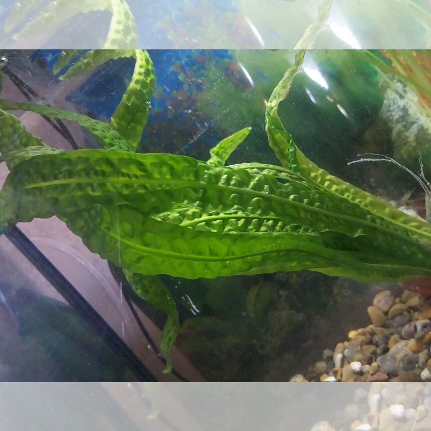 Валлиснерия и криптокорина