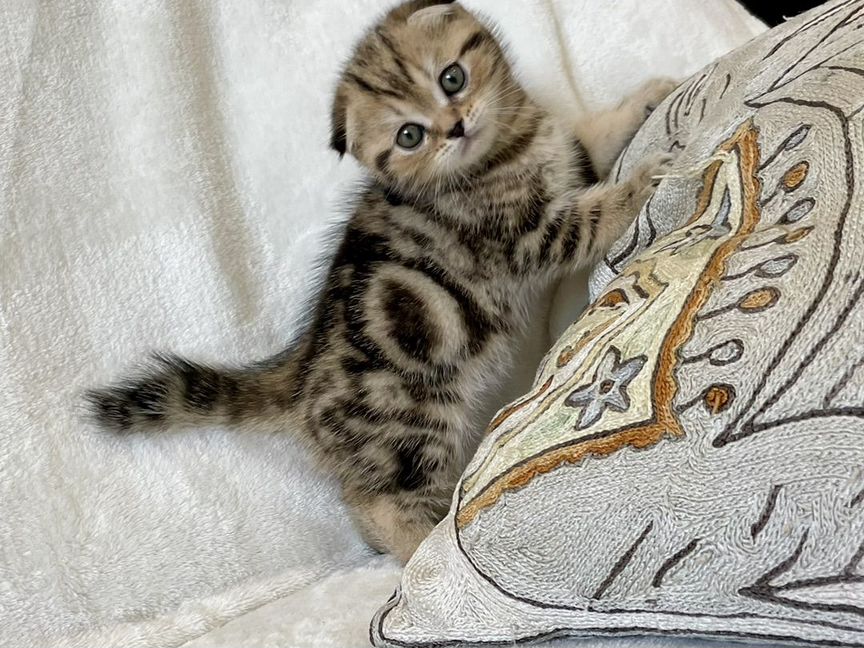 Шотландские вислоухие котята
