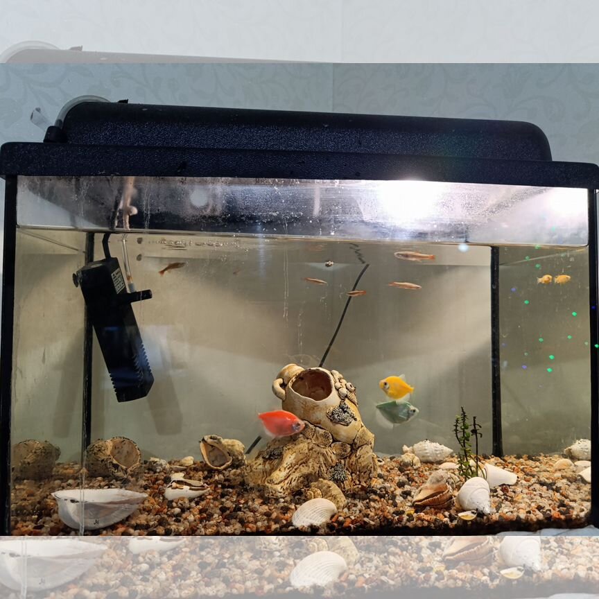 Аквариум с рыбками