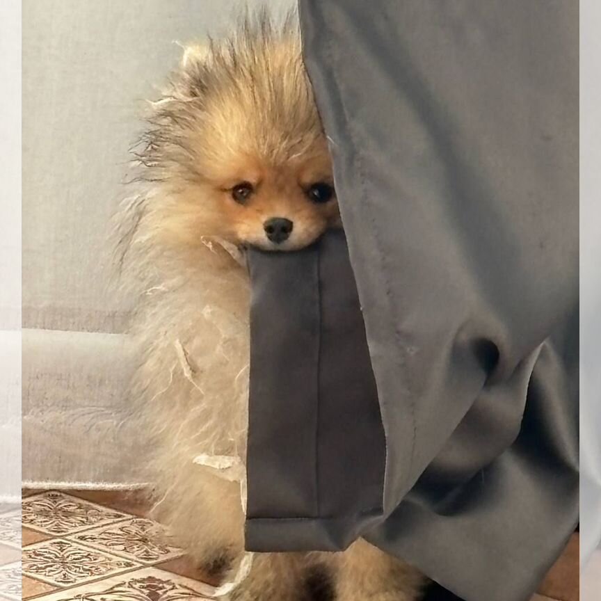 Немецкий шпиц, взрослый пёс