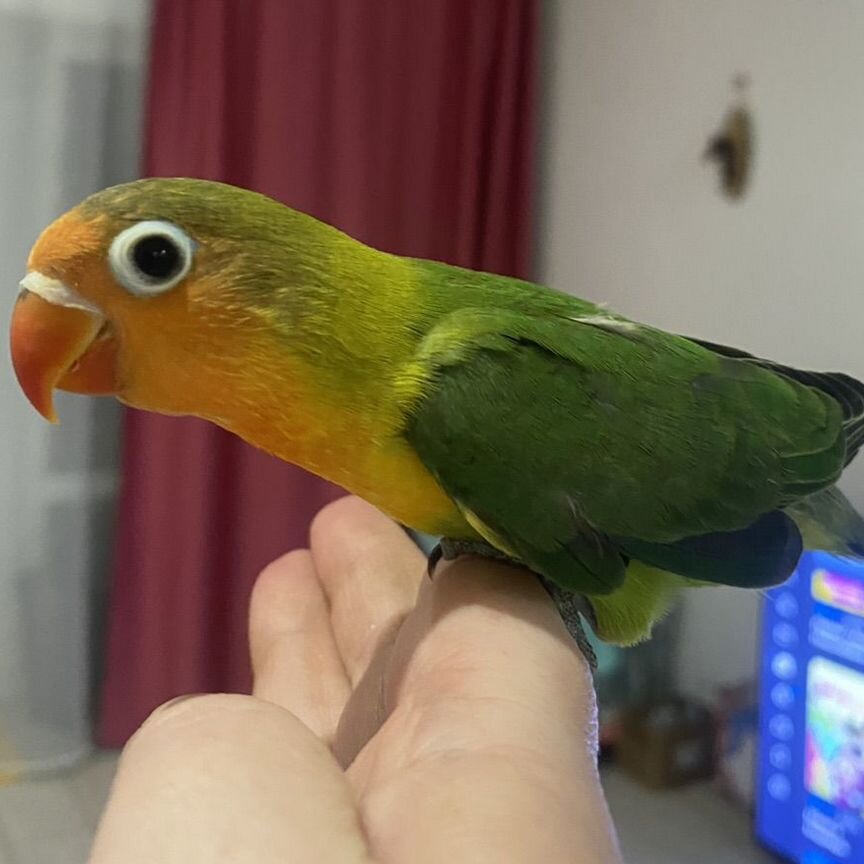 Попугай неразлучники фишера птенец