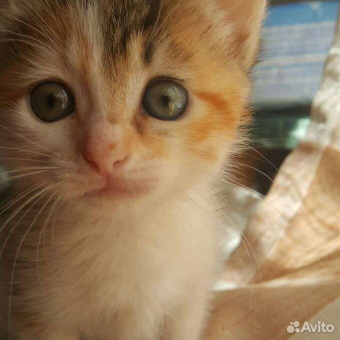 Котенок девочка возраст 2 мес