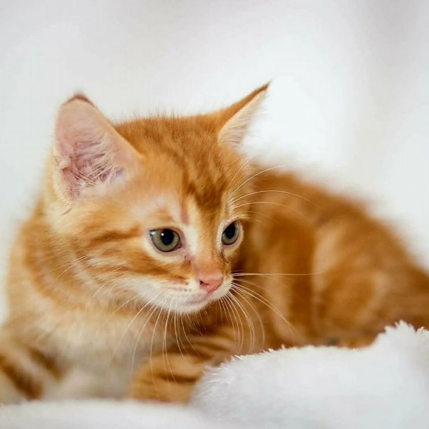 Бенги котята