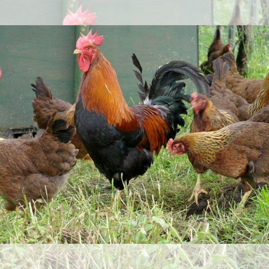 Петух  курица в паре продаю