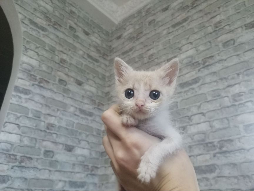 Котёнок-мальчик в ответственные руки
