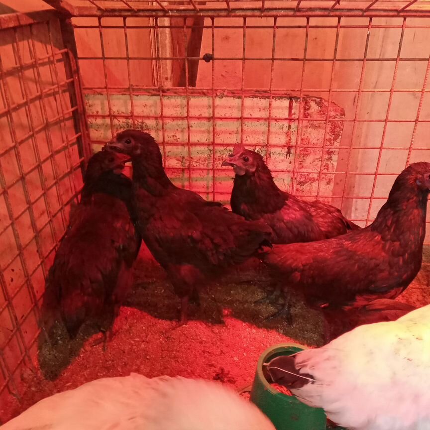 Молодые петушки ухейилюй