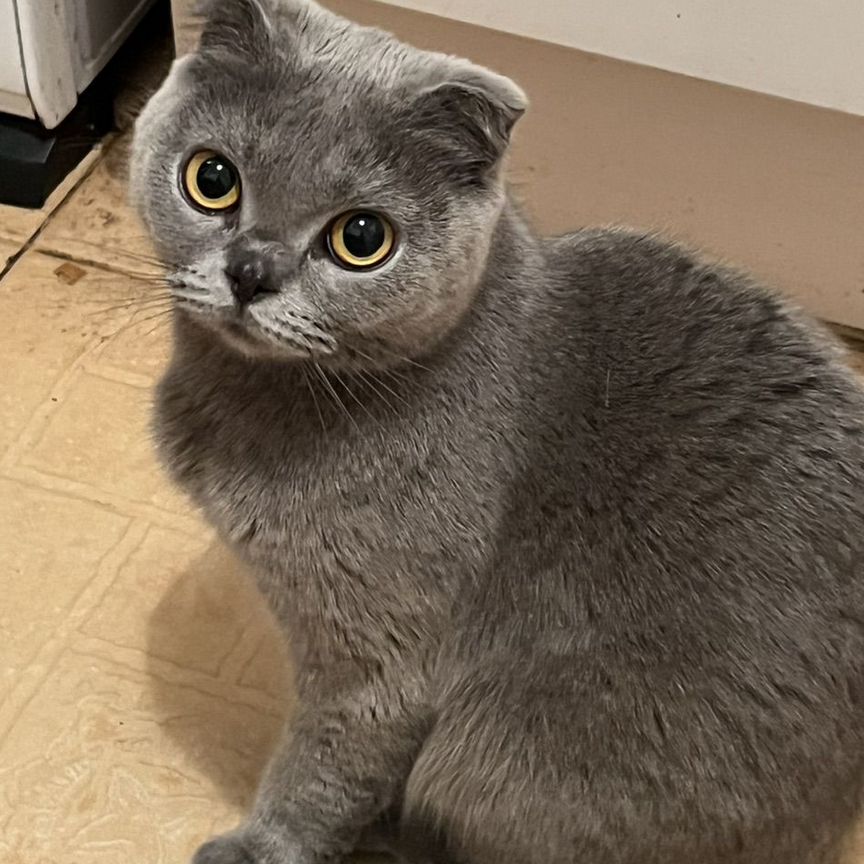 Шотландская вислоухая кошка серая