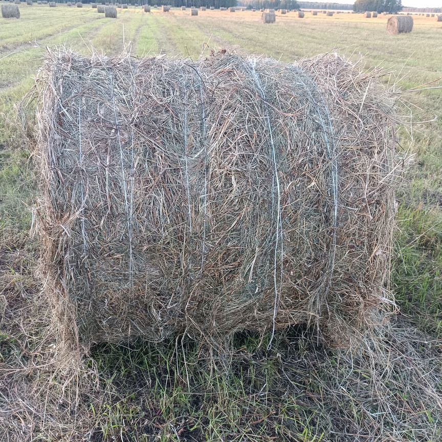 Продам сено в рулонах свежий укос