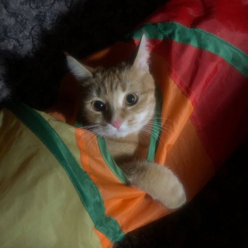 Кошки