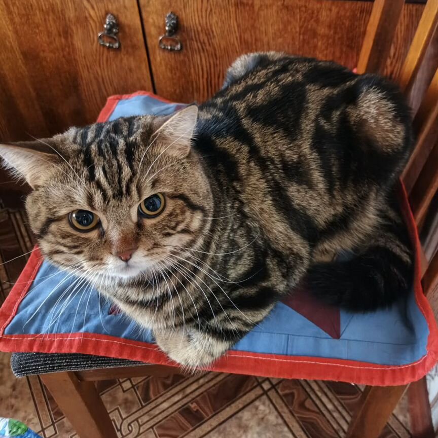 Шотландский прямоухий длинношёрстный, взрослый кот