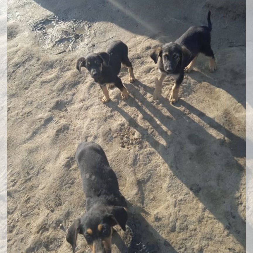 Найдены щенки