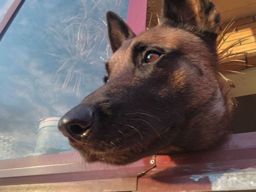 Собаки щенки Малинуа