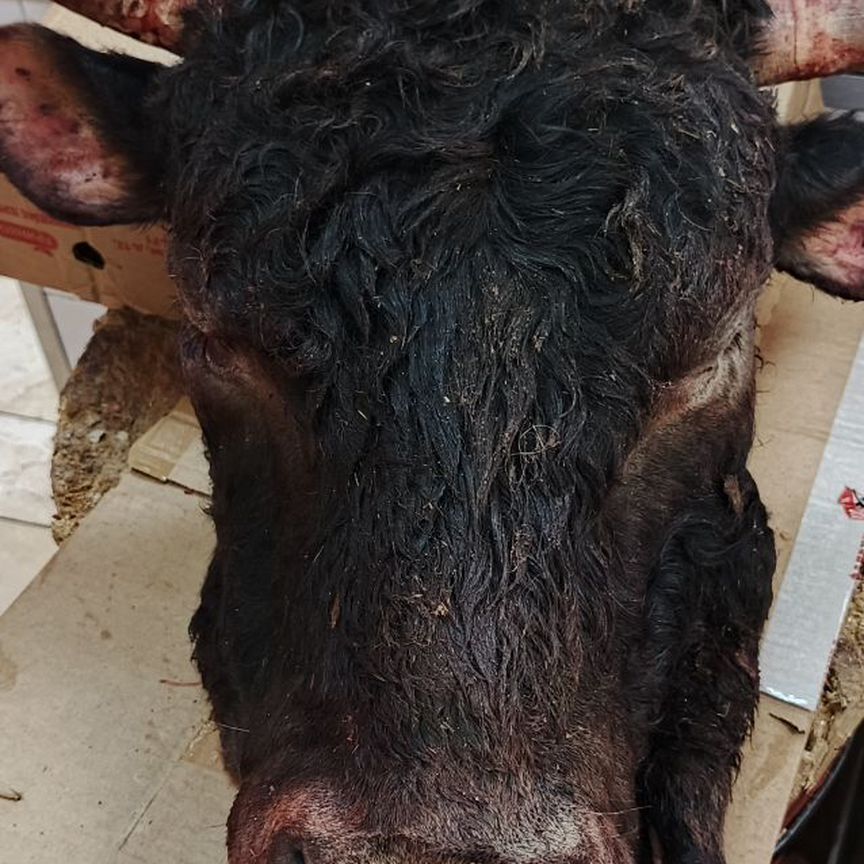 Голова говяжья