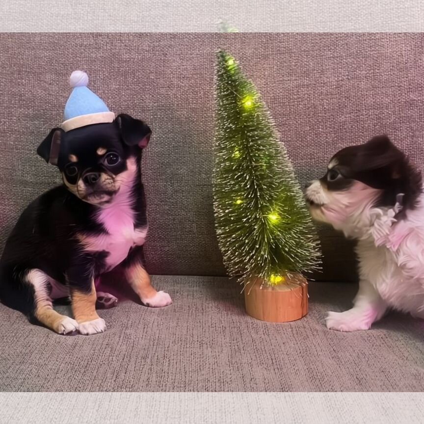 Чихуахуа, щенок