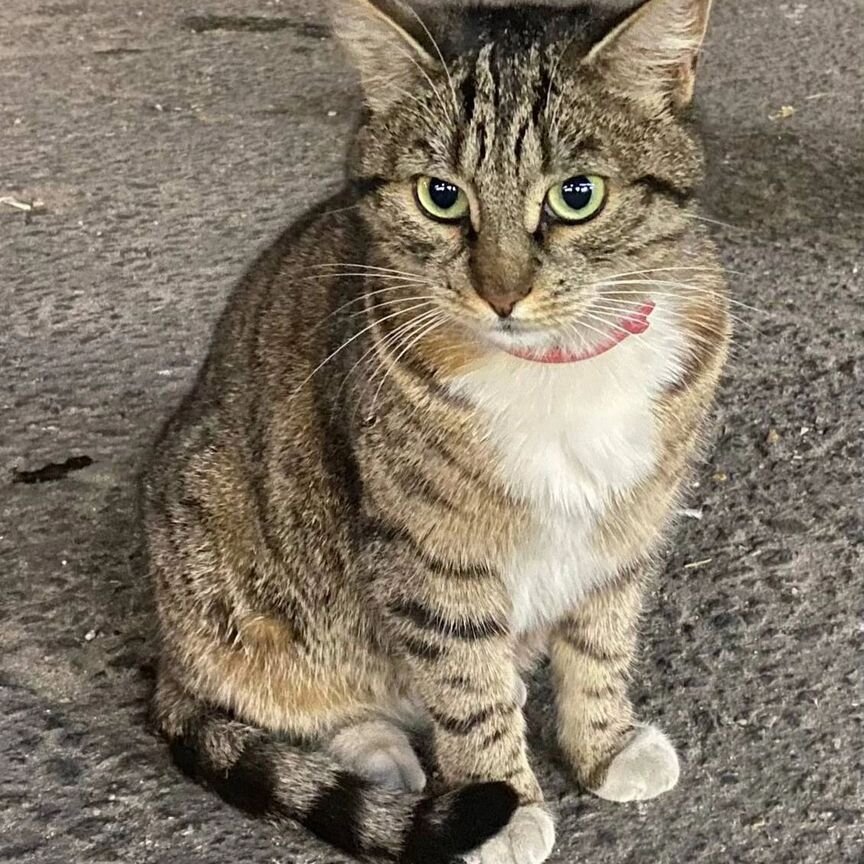 Кошечка в добрые руки